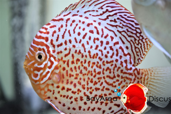New shipment of discus fish at Bay Area.