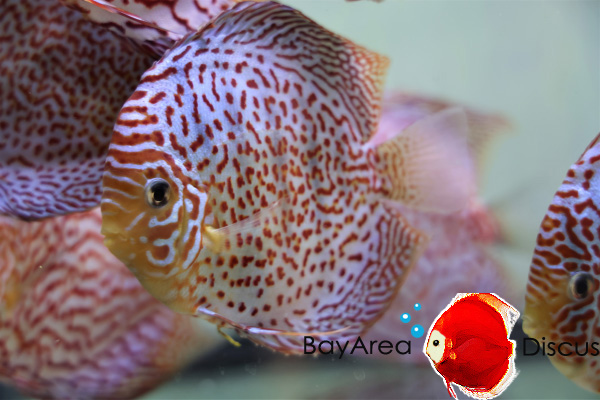 New shipment of discus fish at Bay Area.