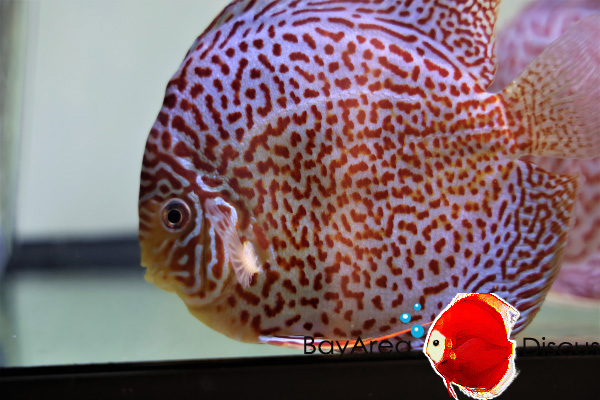 New shipment of discus fish at Bay Area.