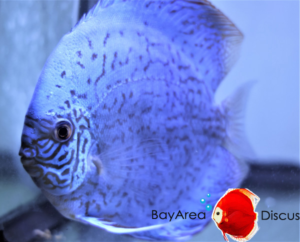 New shipment of discus fish at Bay Area.