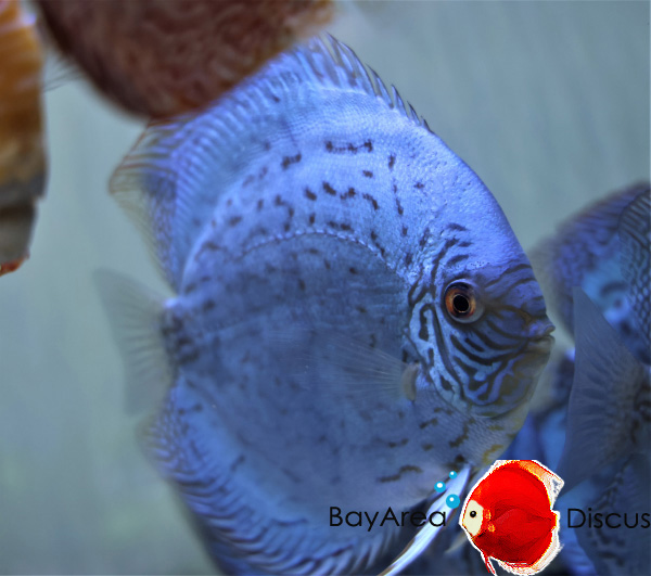 New shipment of discus fish at Bay Area.