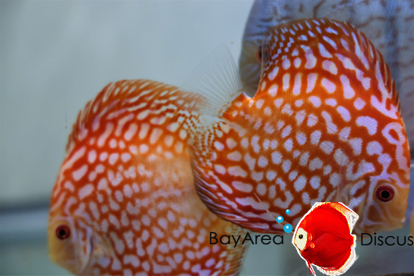 New shipment of discus fish at Bay Area.