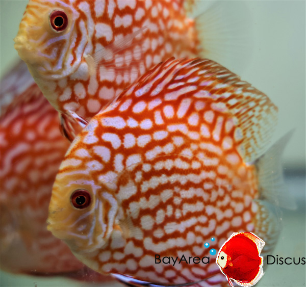 New shipment of discus fish at Bay Area.