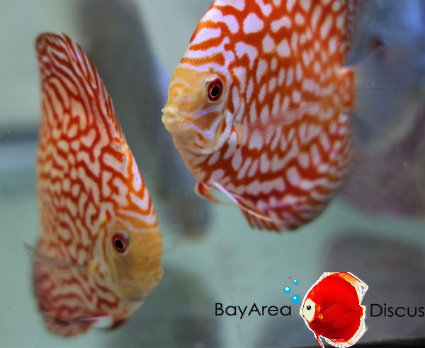 New shipment of discus fish at Bay Area.