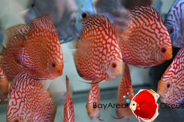 New shipment of discus fish at Bay Area.
