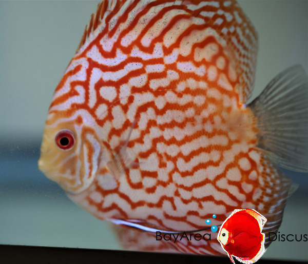 New shipment of discus fish at Bay Area.